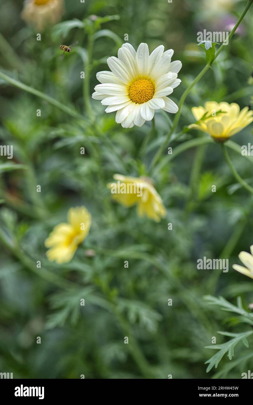 Glebionis coronarium hi-res stock photography and images - Alamy
