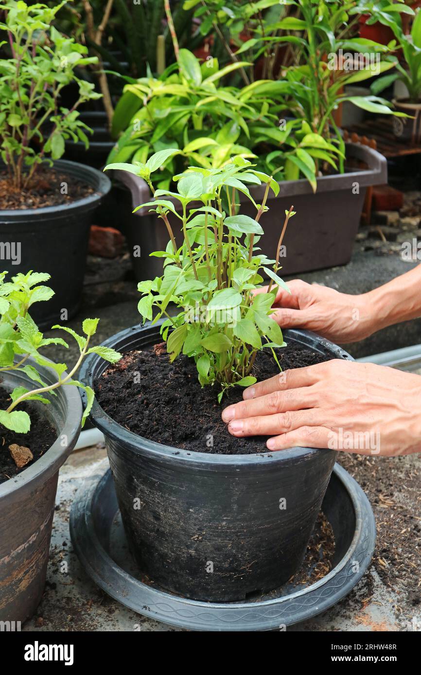 Closeup of Hands Planting a Basil Plant in the Backyard Stock Photo - Alamy