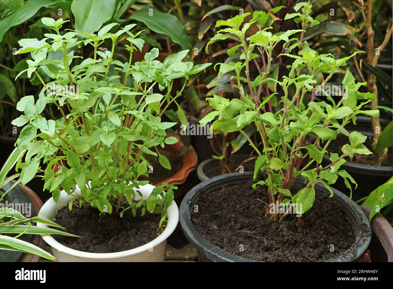 Potted Sweet Basil and Holy Basil Plant in the Garden Stock Photo - Alamy