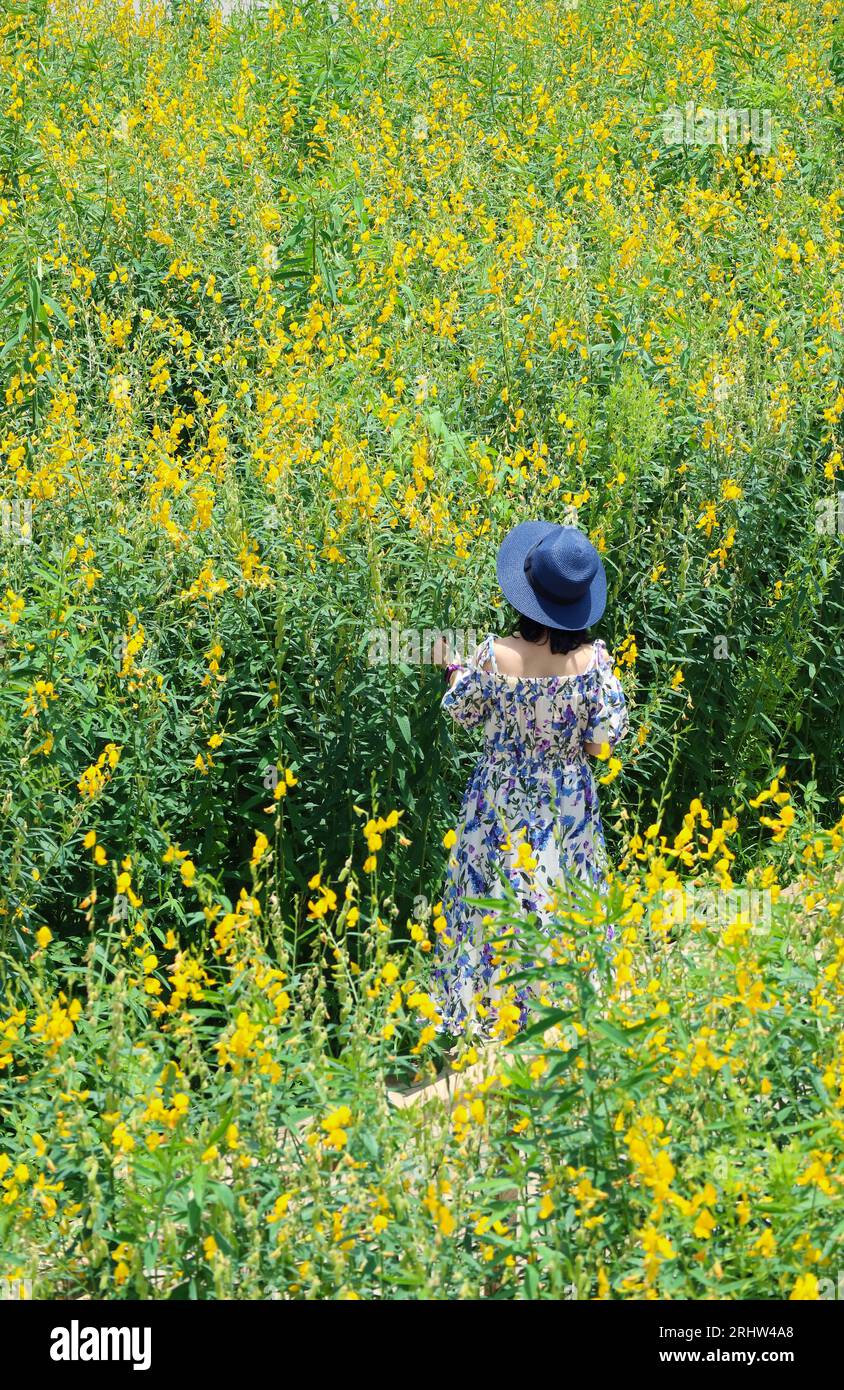 Woman Enjoy a Walk in the Blossoming Vibrant Yellow Madras Field Stock ...
