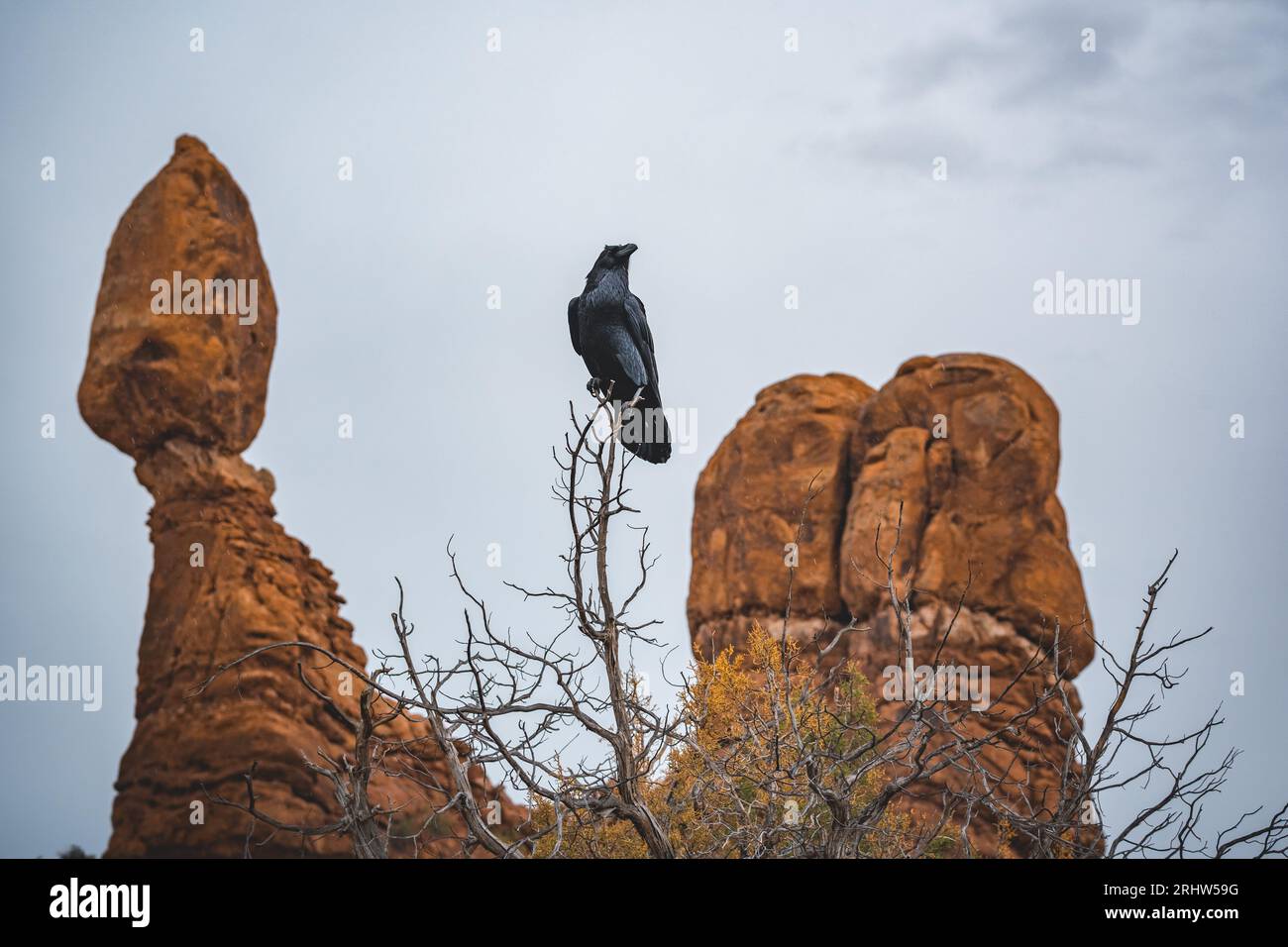 Raven arch hi-res stock photography and images - Alamy
