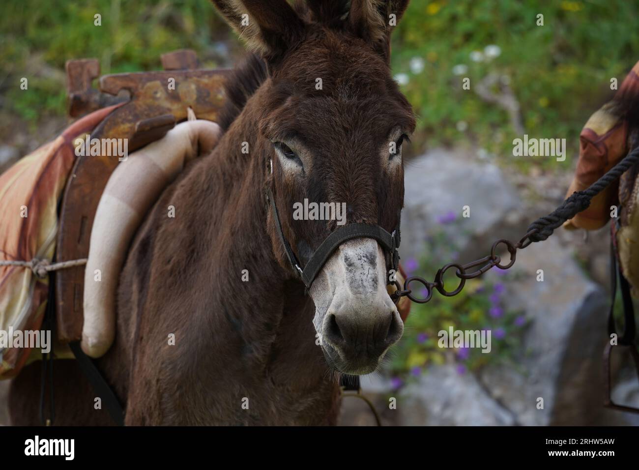 Donkey taxi - donkeys used to carry tourists to Acropolis of Lindos ...