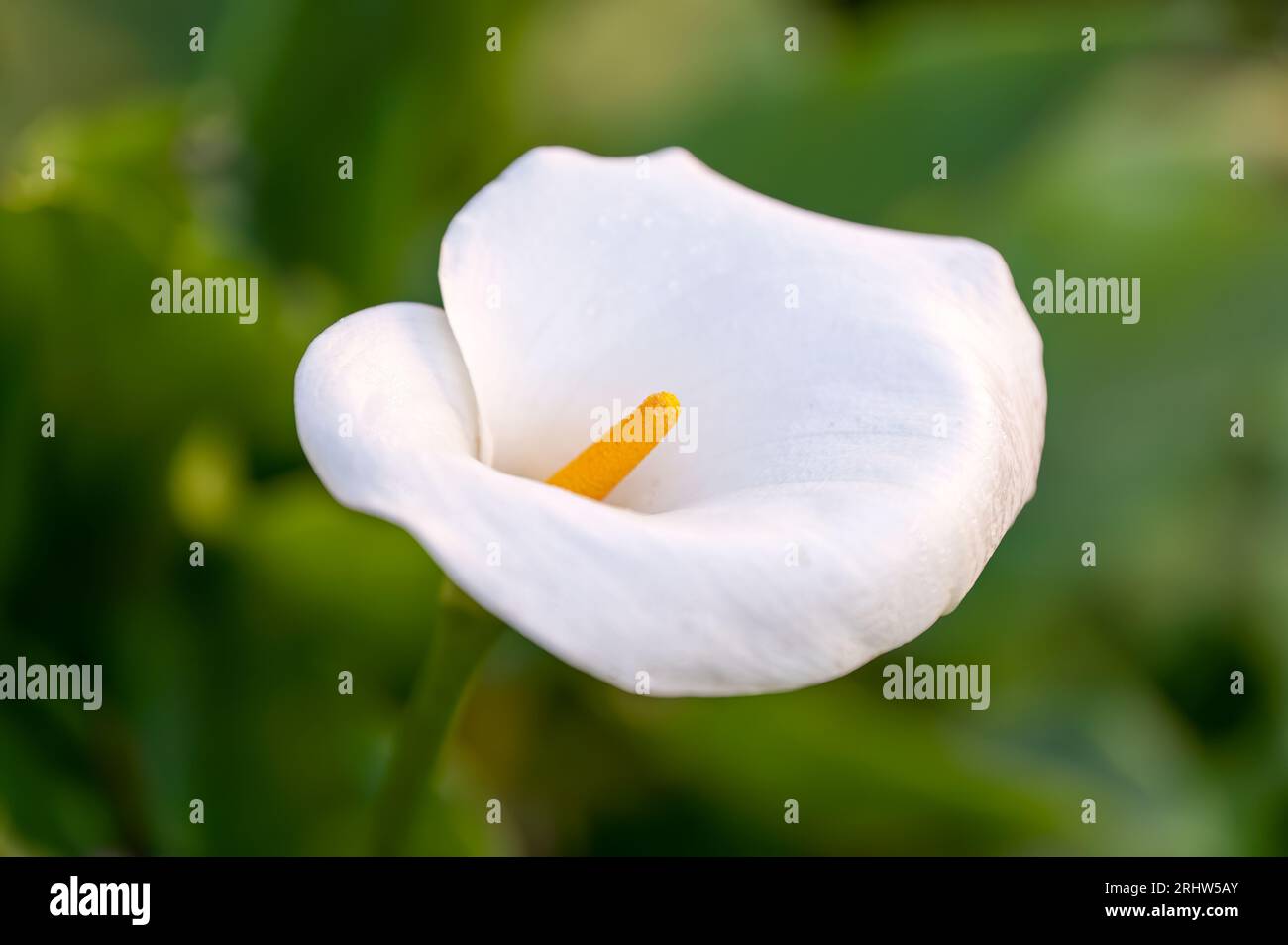 white calla lily beautiful flower Stock Photo - Alamy