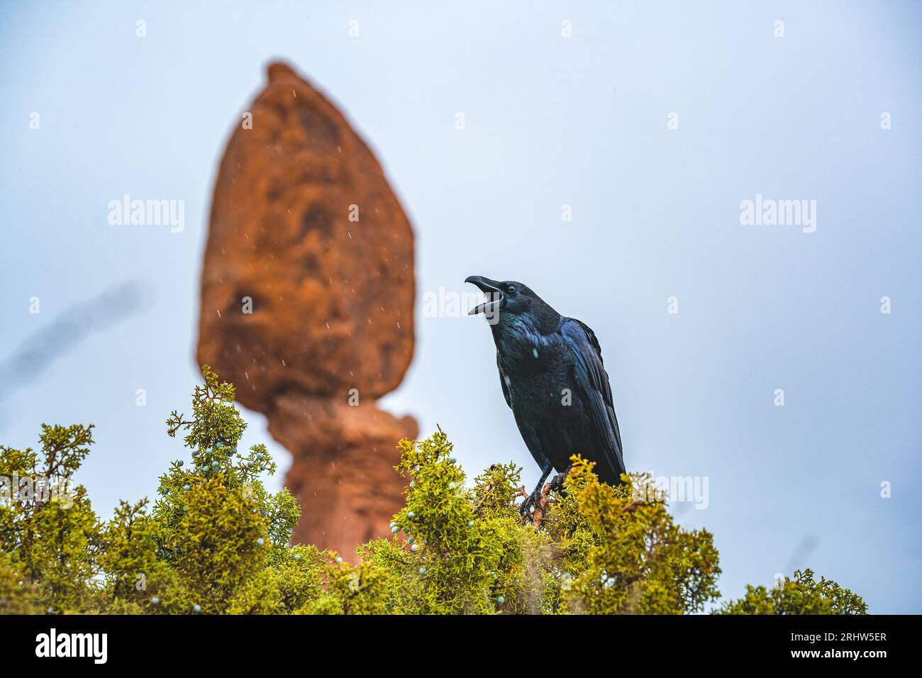 crowing crow with balanced rock at arches nationalpark utah Stock Photo ...