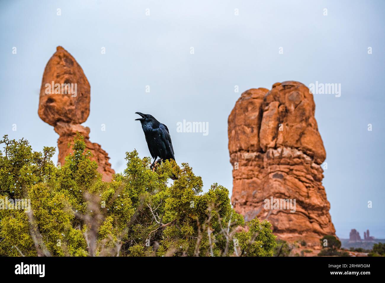 crow crowing at arches nationalpark utah Stock Photo - Alamy