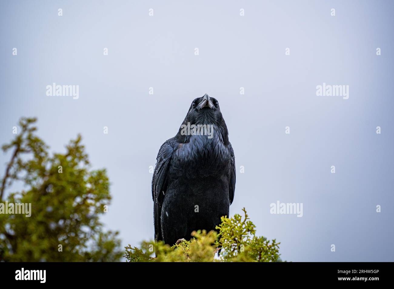 Raven on a branch hi-res stock photography and images - Alamy