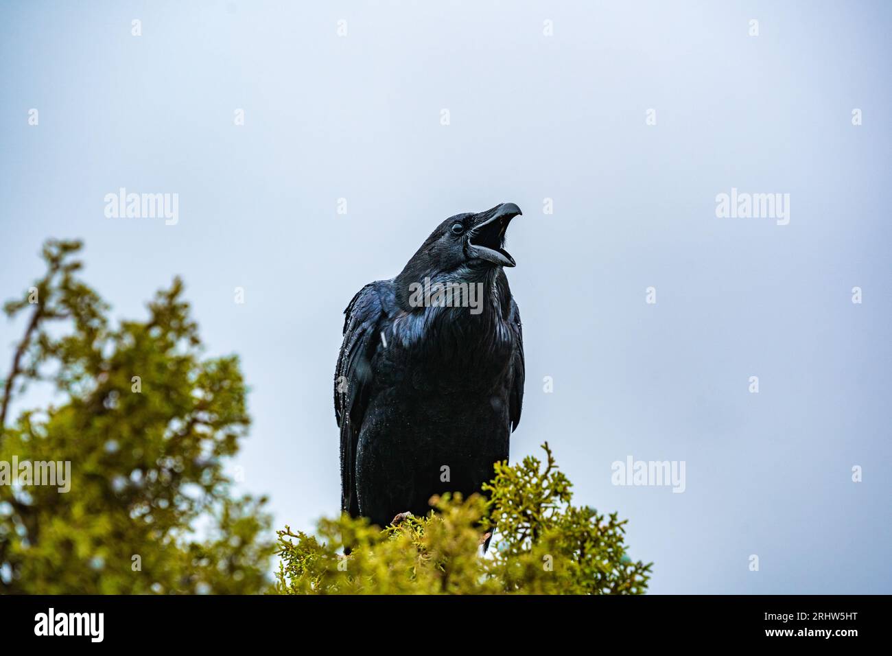 wildlife crow sitting in bush at arches nationalpark utah Stock Photo ...
