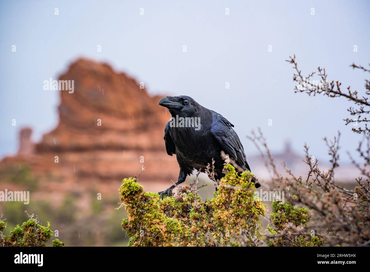 raven sitting in bush at arches nationalpark utah Stock Photo - Alamy