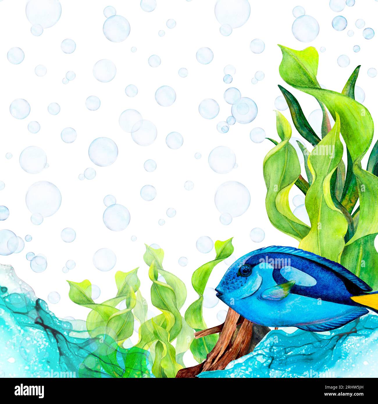 Watercolor drawing illustration of ribbon algae, surgeon fish, snag and ...