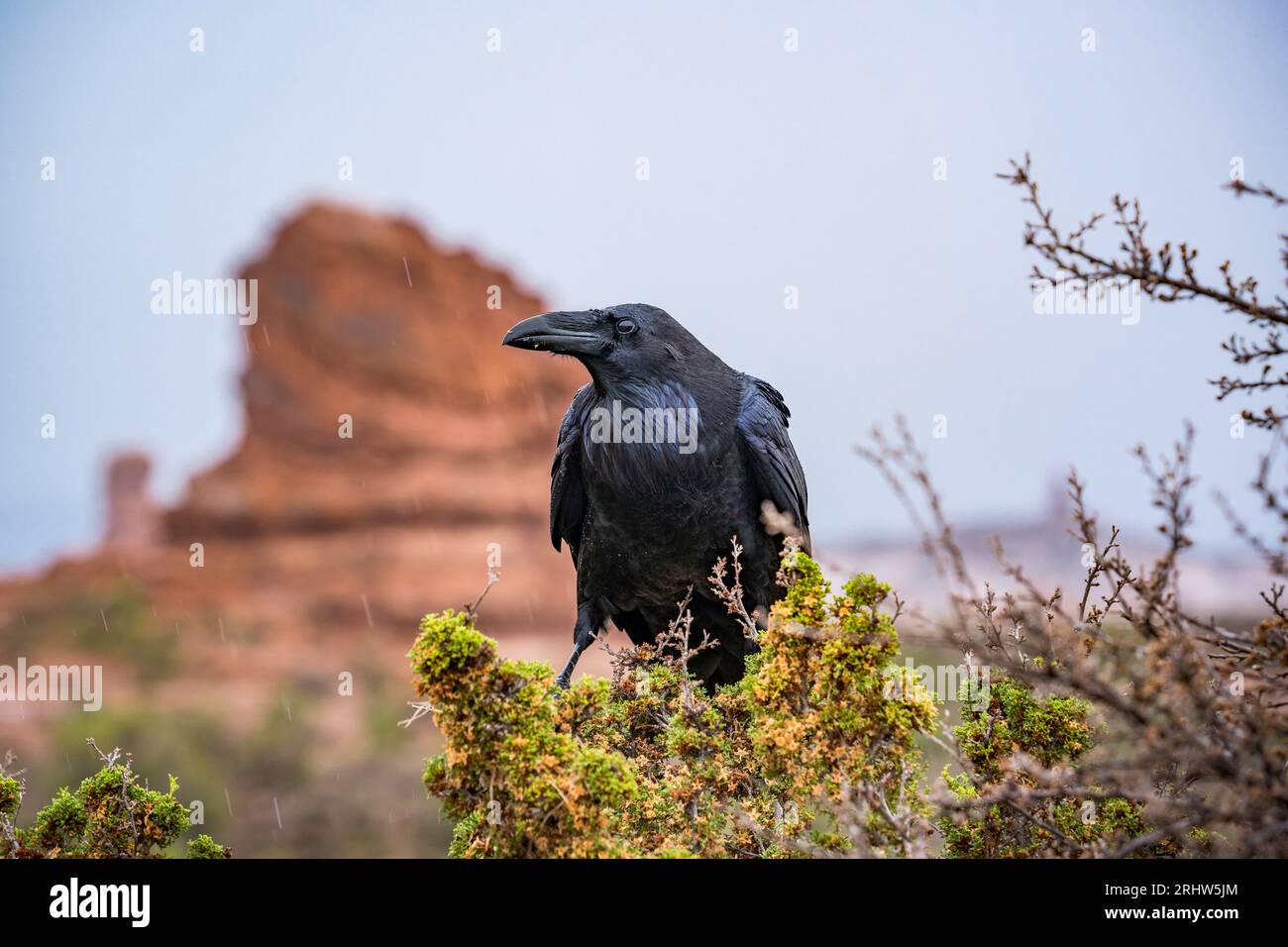 Raven bush hi-res stock photography and images - Alamy