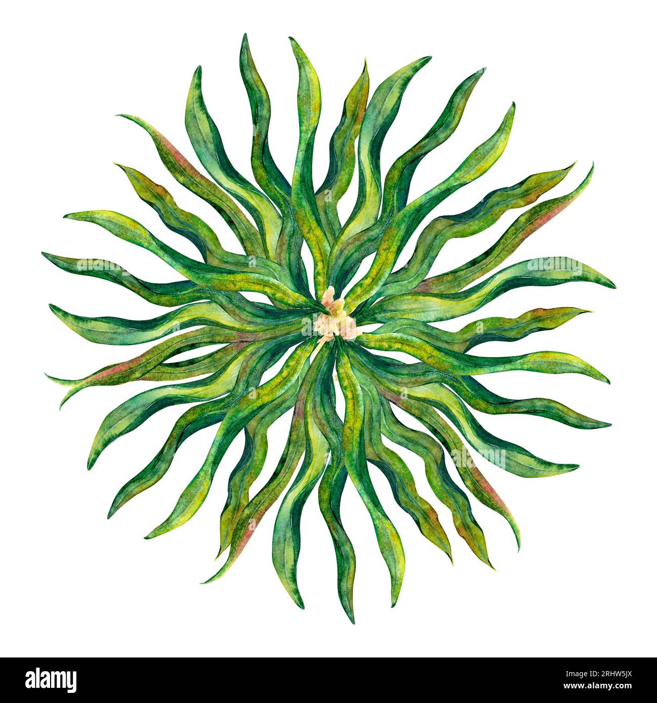 Watercolor Drawing Circle From Curved Dark green Laminaria Algae Leaves watercolor-drawing-circle-from-curved-dark-green-laminaria-algae-leaves