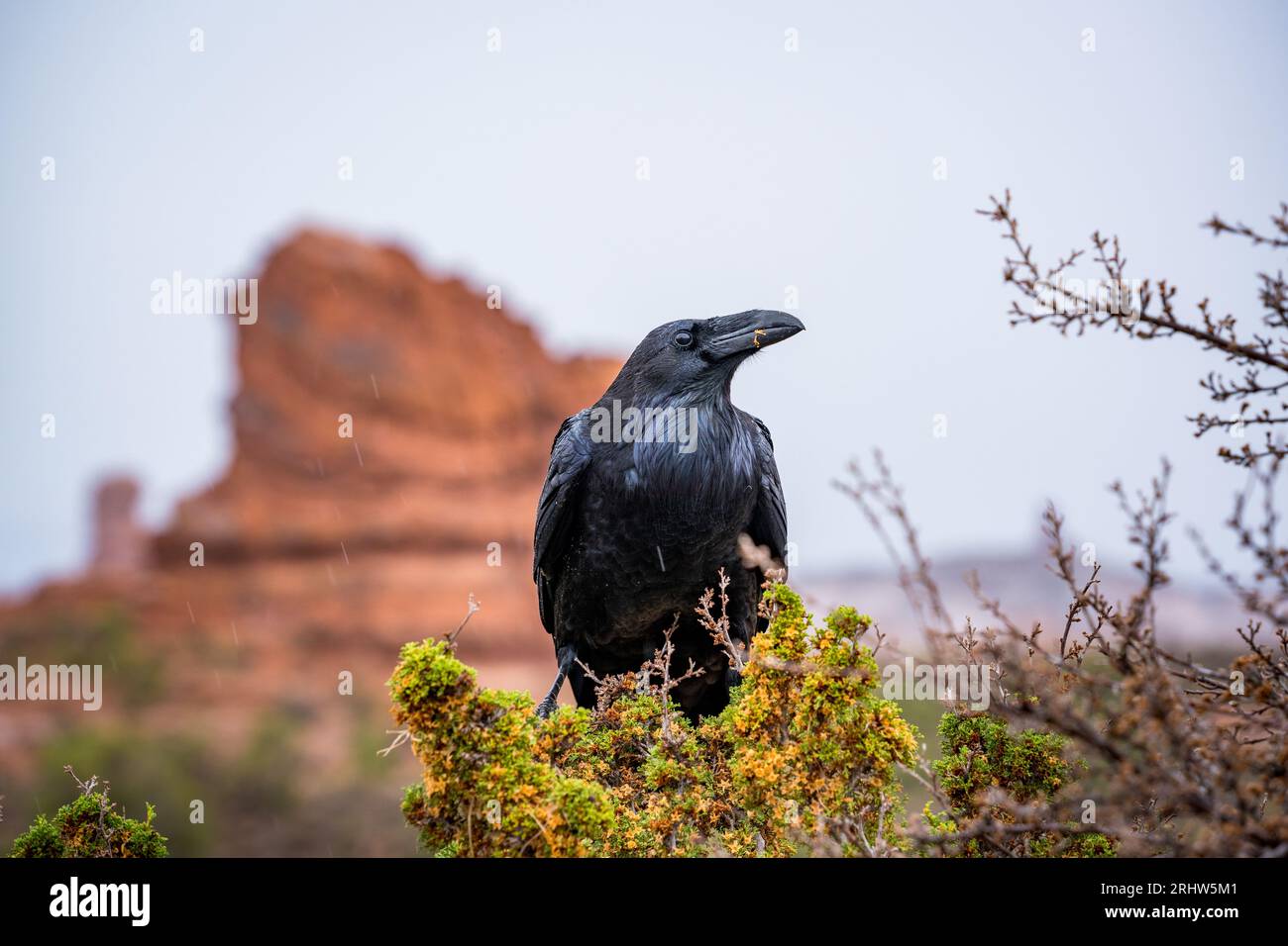 crow sitting in bush at arches nationalpark utah Stock Photo - Alamy