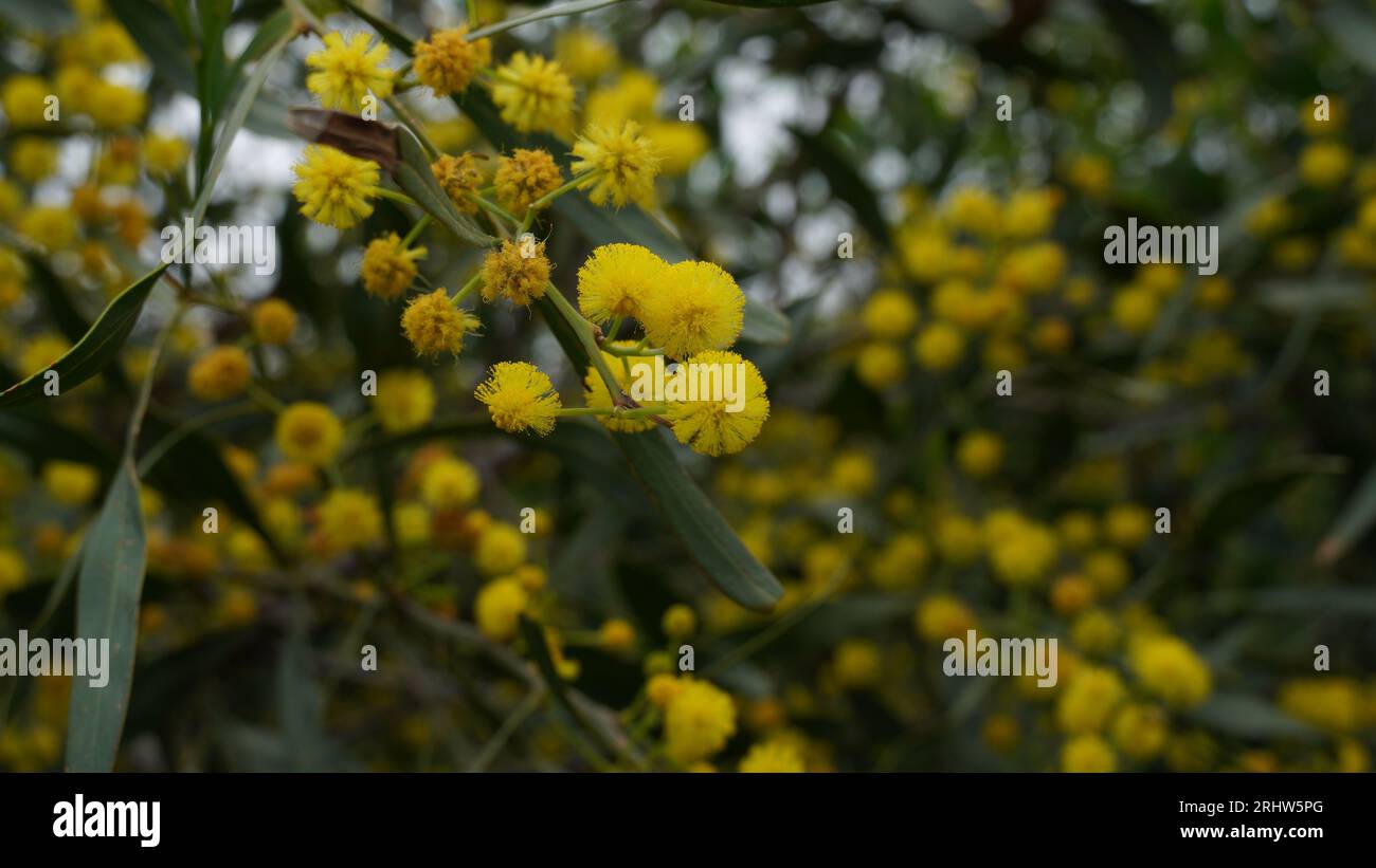 Yellow balls flowers of Acacia saligna similar to mimosa tree (Acacia ...