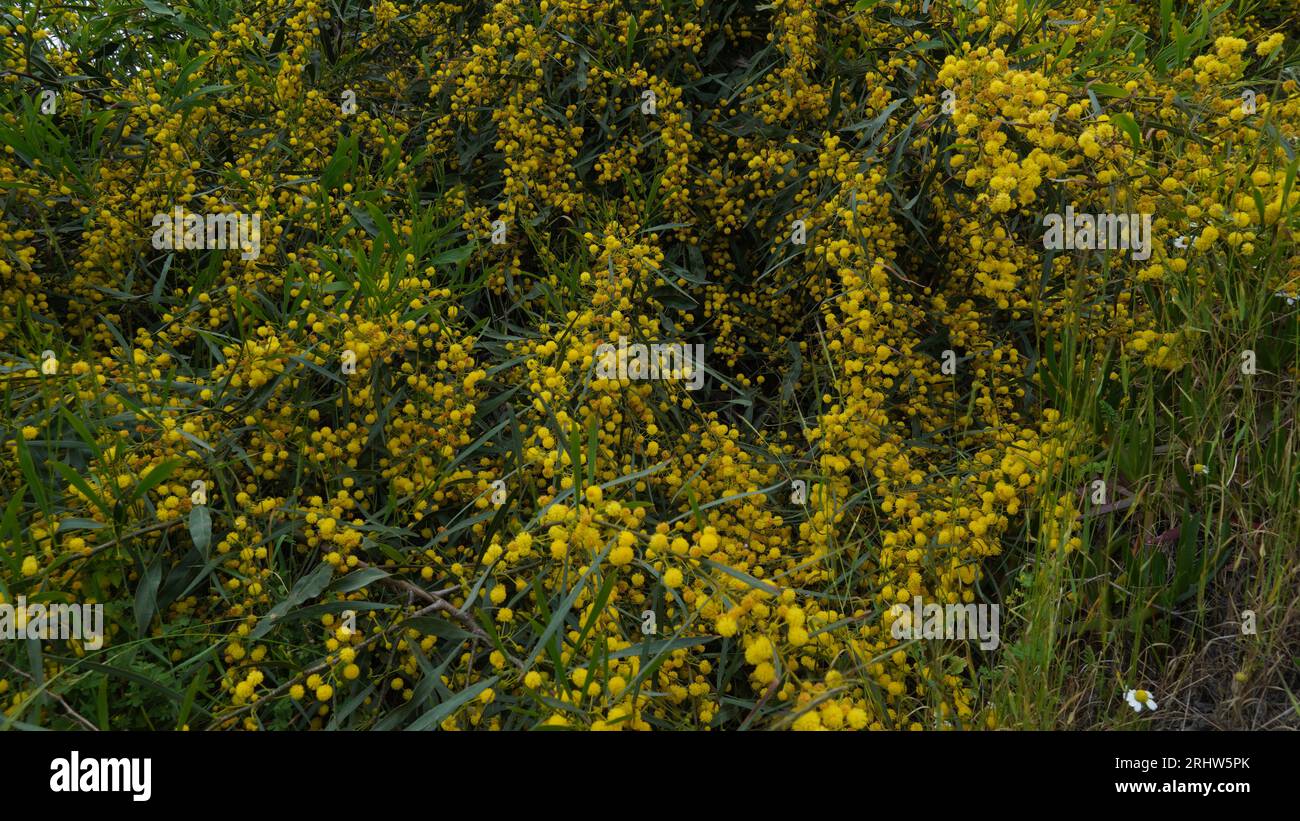 Yellow balls flowers of Acacia saligna similar to mimosa tree (Acacia ...