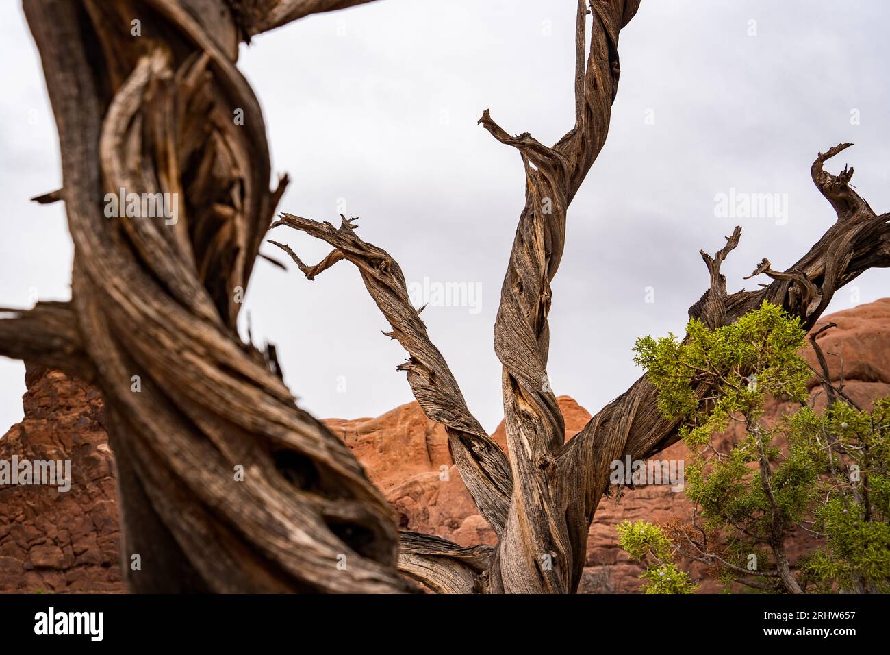 Old trees in ancient times hi-res stock photography and images - Alamy