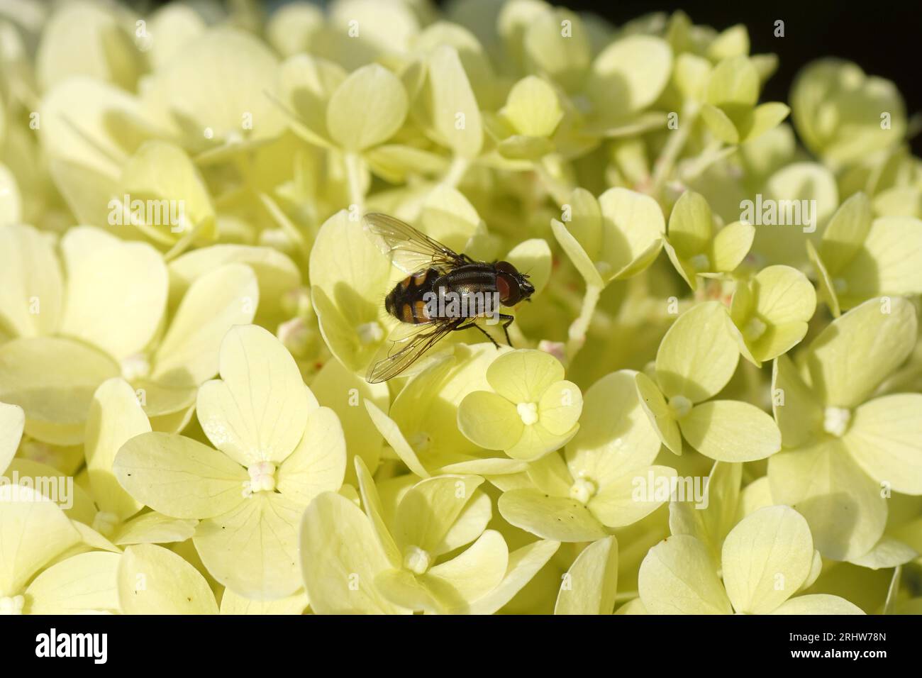 Male fly Stomorhina lunata, family Rhiniidae, formely Calliphoridae on ...