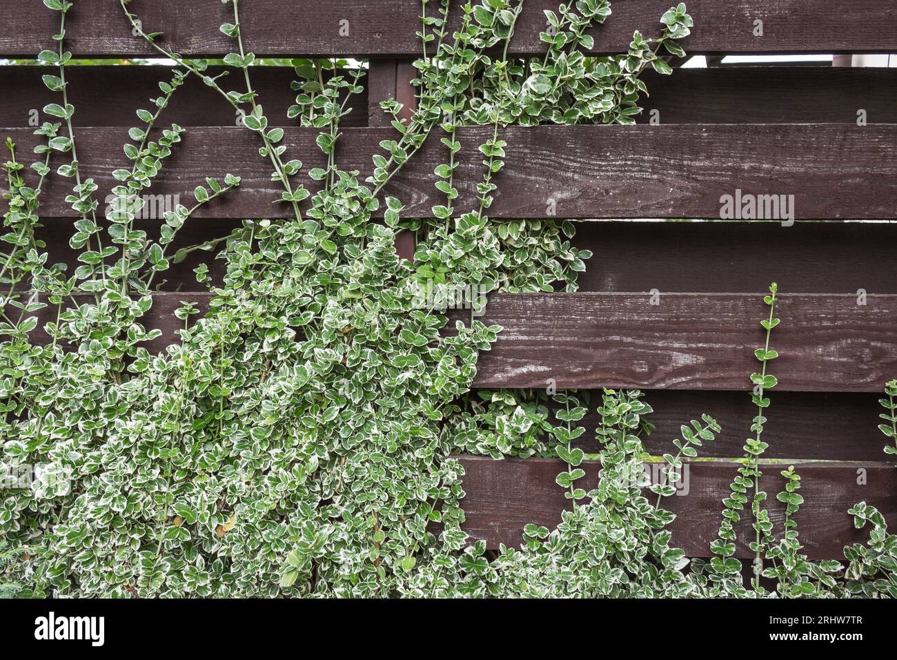 Ivy flower border hi-res stock photography and images - Alamy