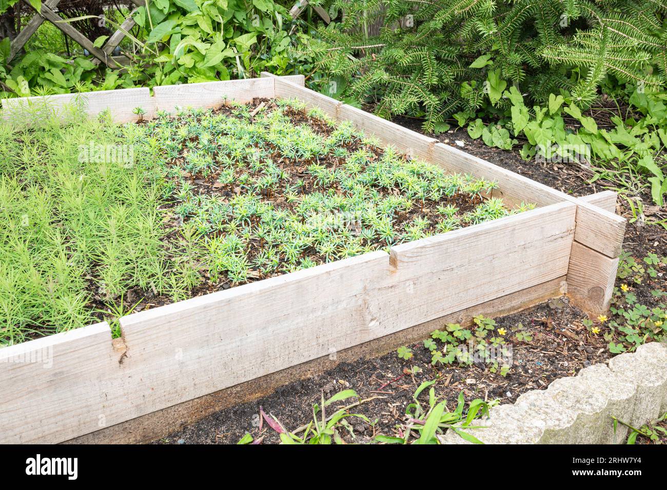 Young spruce and larch seedlings in a seedbed on a plant and tree ...