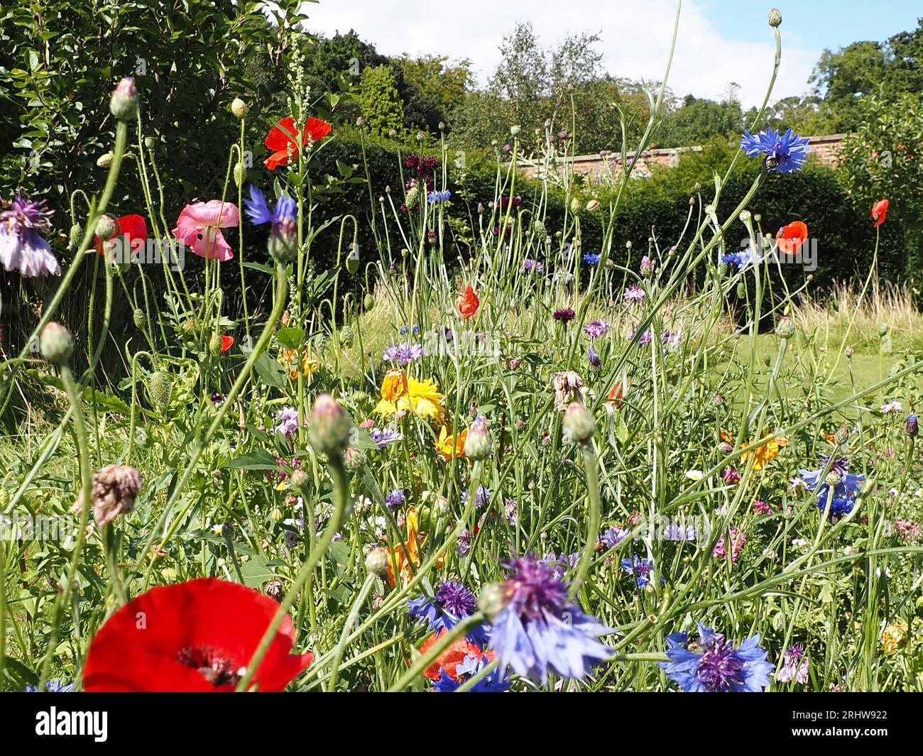Wildflowers garden hi-res stock photography and images - Alamy
