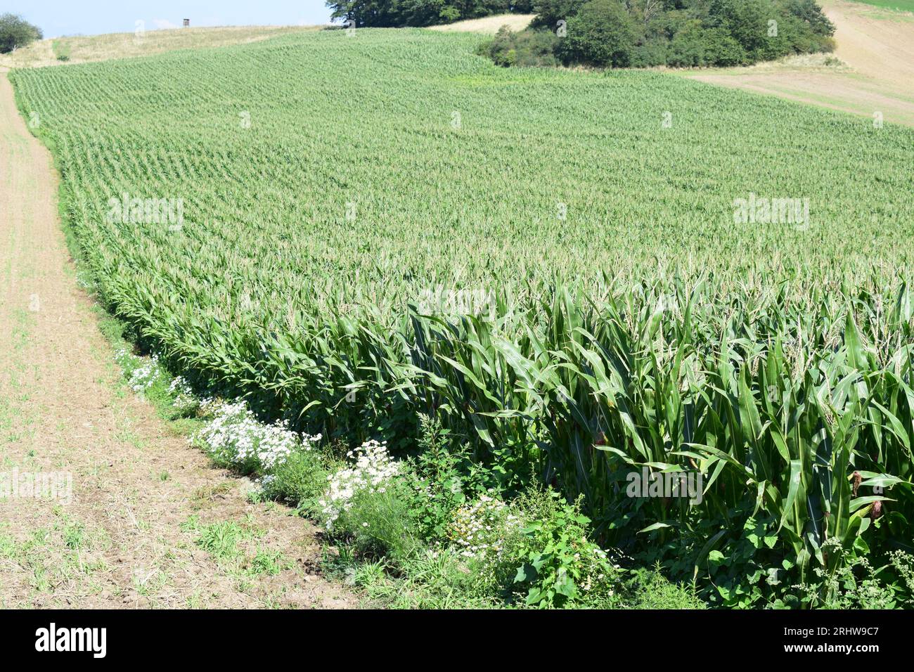 Ripe corn on rural hi-res stock photography and images - Alamy