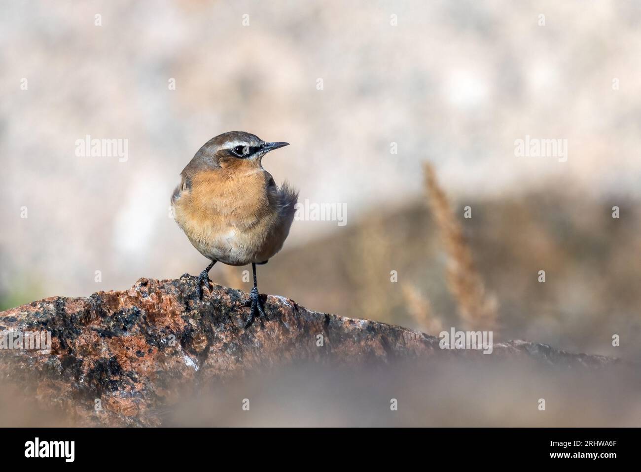 Avian wheatear fauna hi-res stock photography and images - Alamy