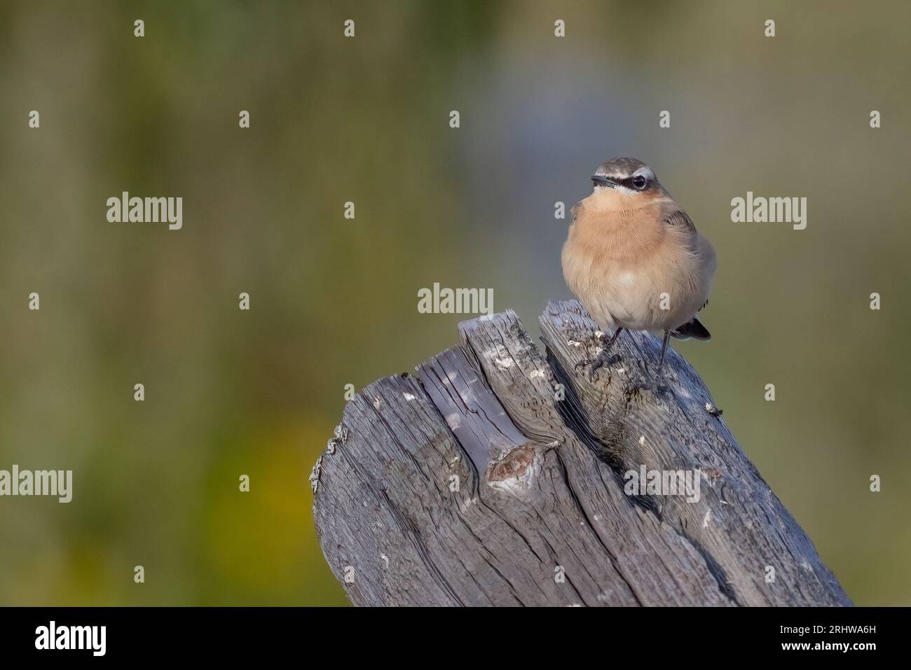 Avian wheatear fauna hi-res stock photography and images - Alamy