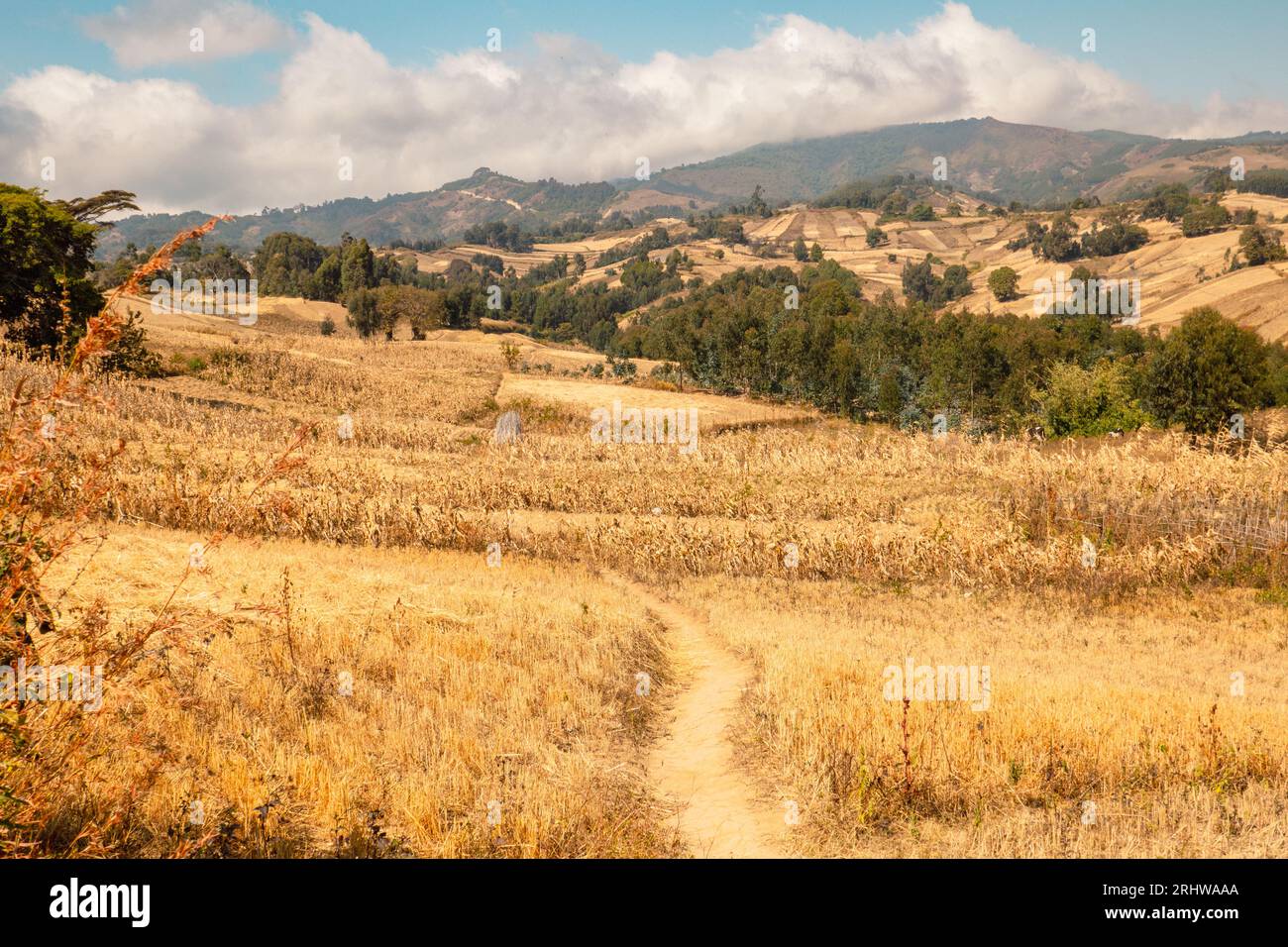 African landscape with acacia trees and maize plantation farms in ...