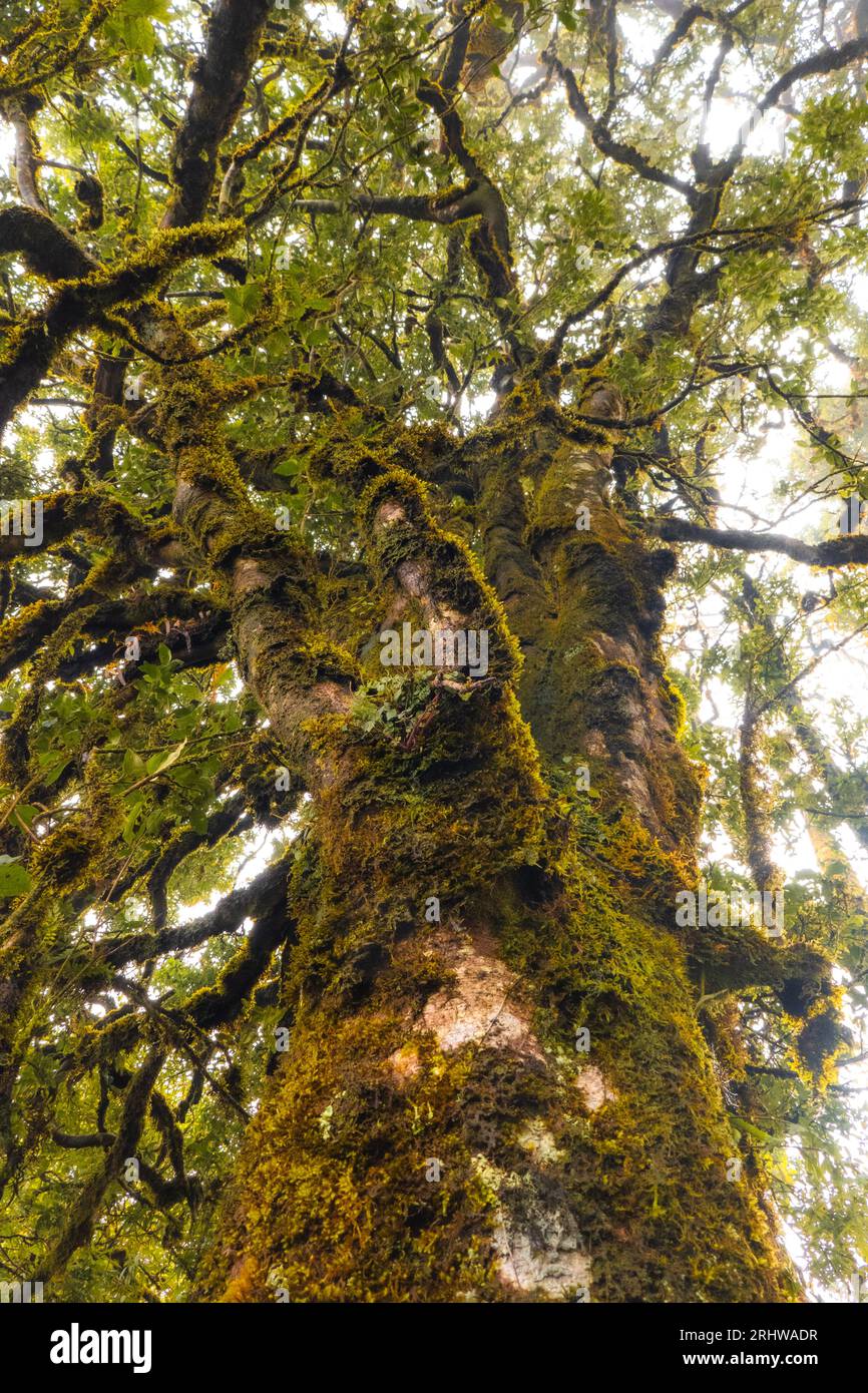 Scenic view of indeginous trees growing in the Montane Forest Zone of ...