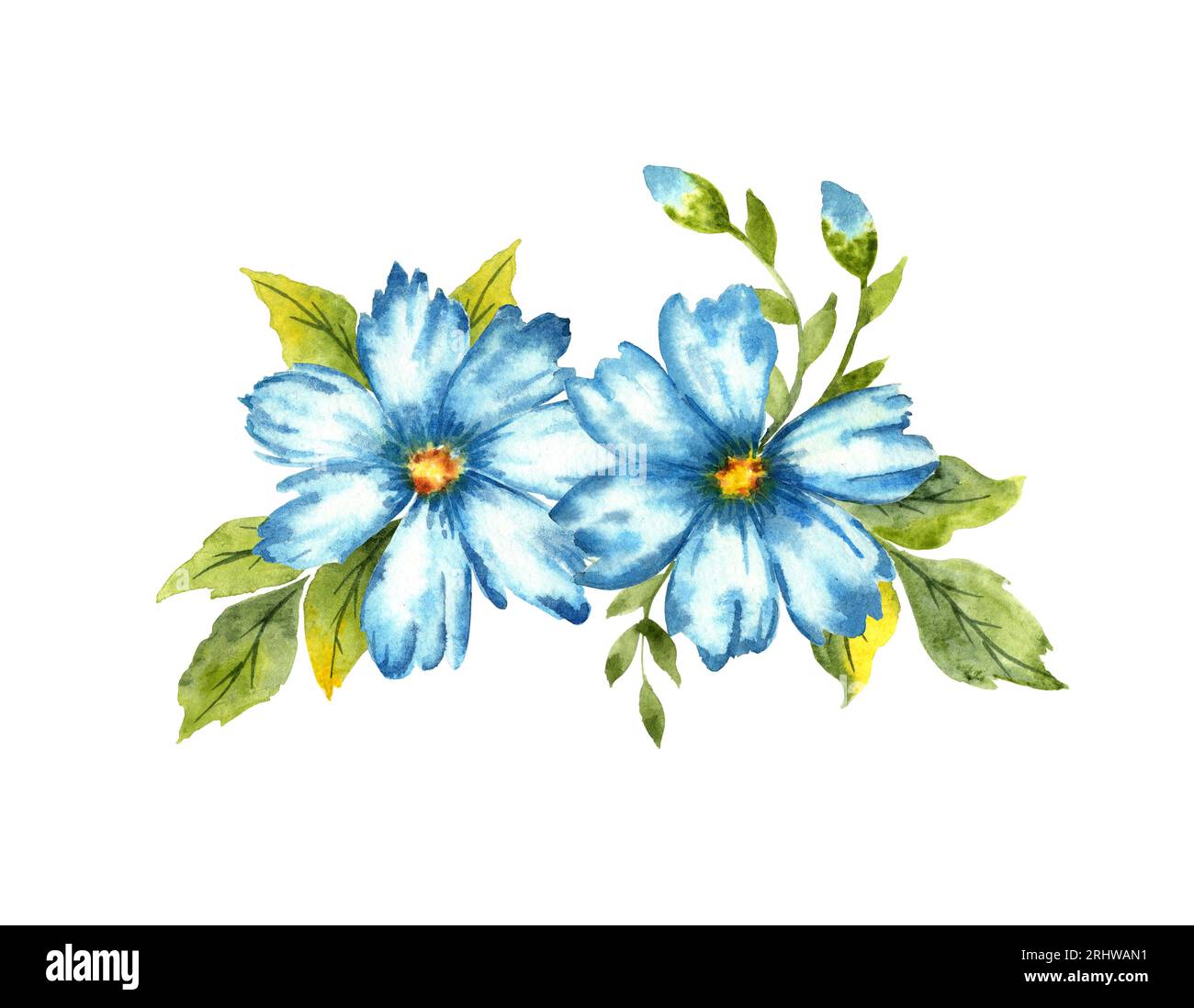 Watercolor illustration of two blue flowers with buds. Colors indigo ...