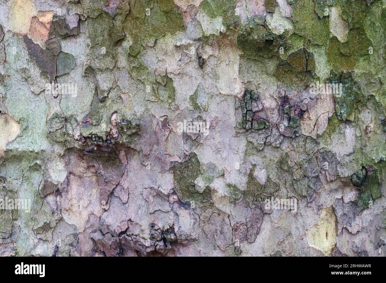 Close up view on very detailed tree bark texture in high resolution ...