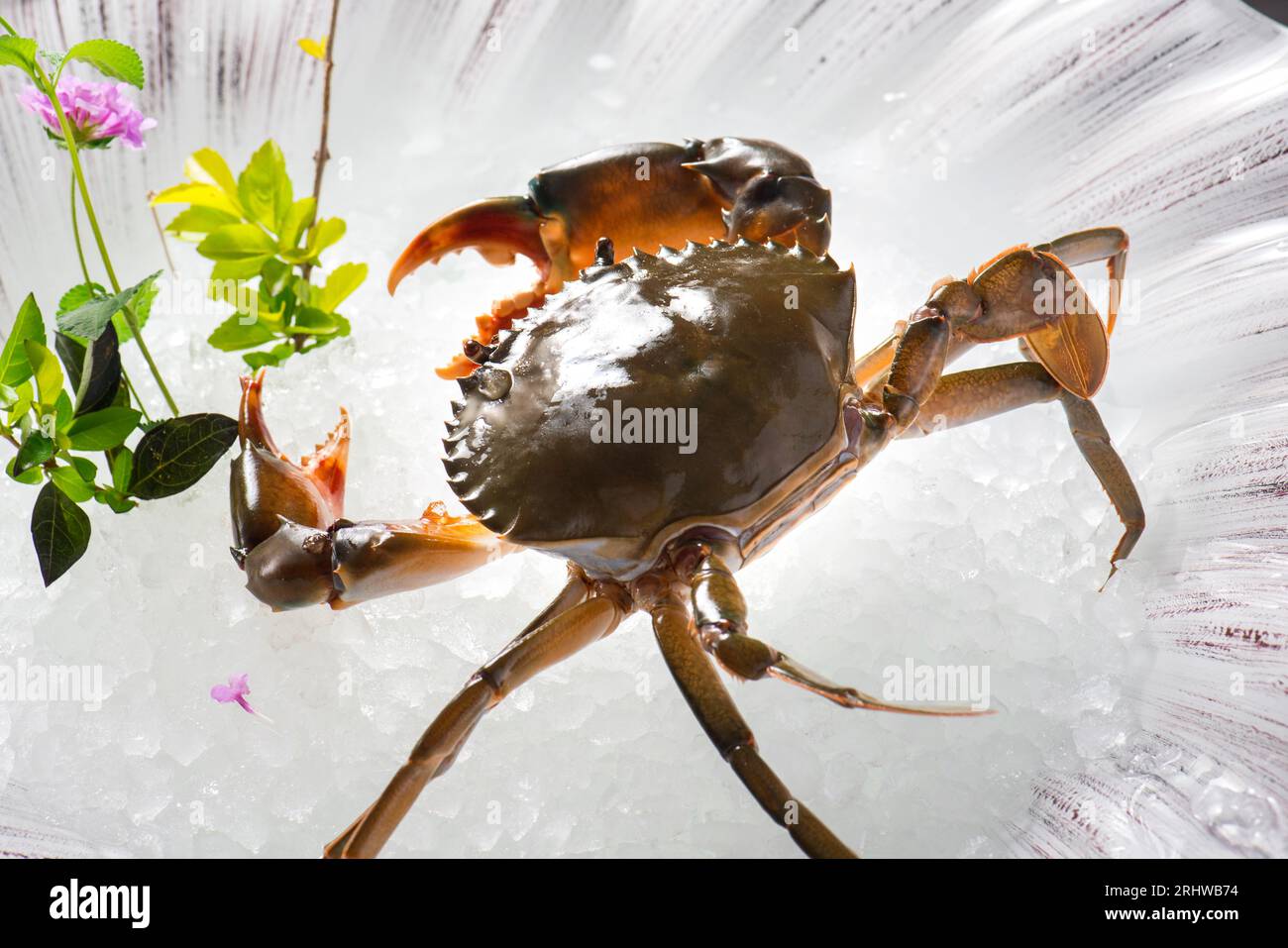 live raw mud crab on ice Stock Photo - Alamy