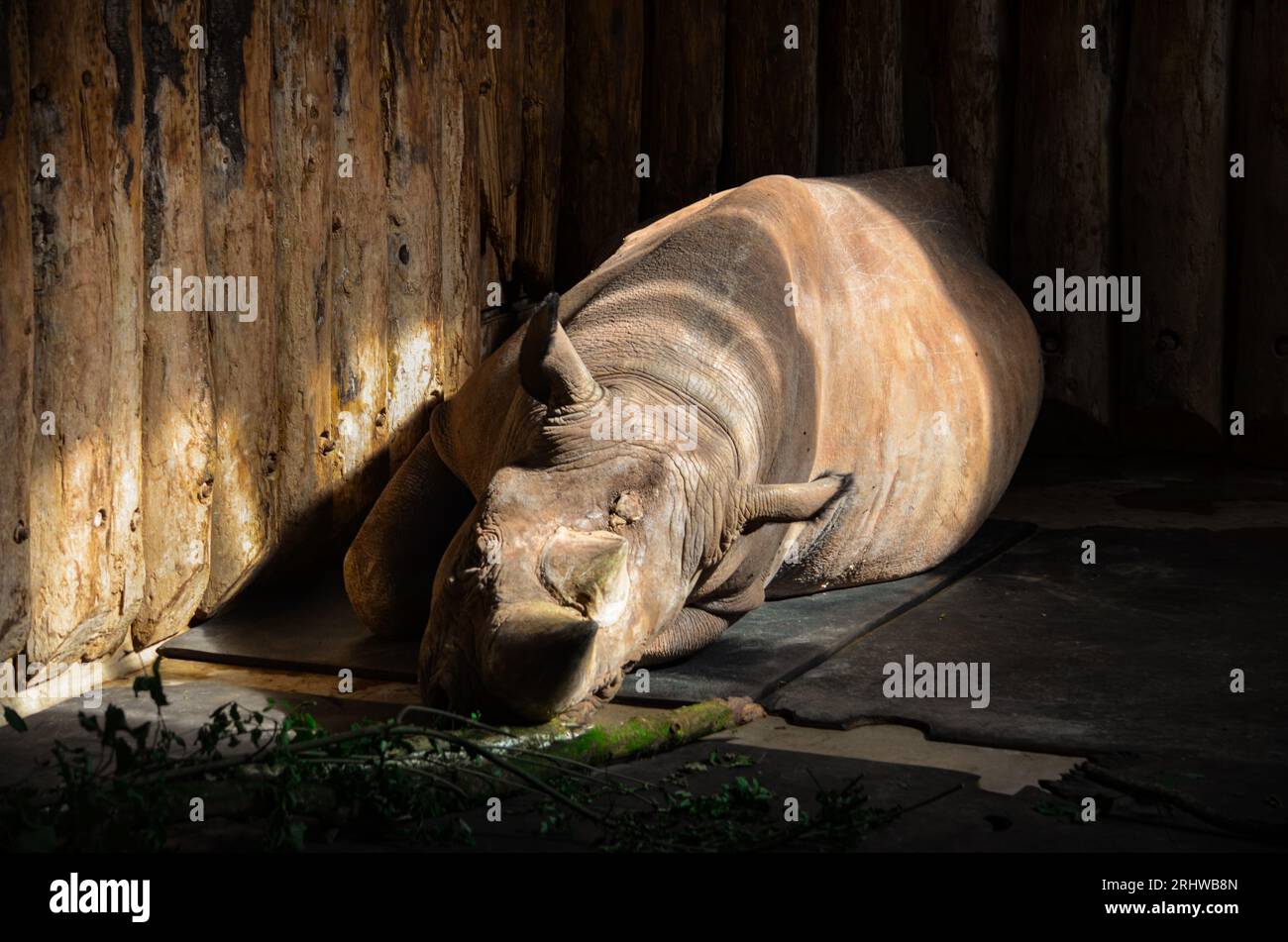 Sad rhino hi-res stock photography and images - Alamy
