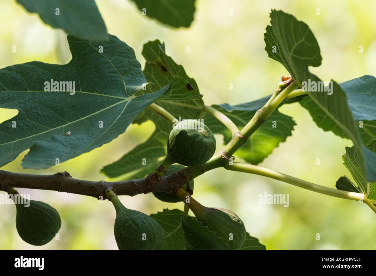 Fig tree (Ficus carica) of the Font de Boteros with still green fruits ...