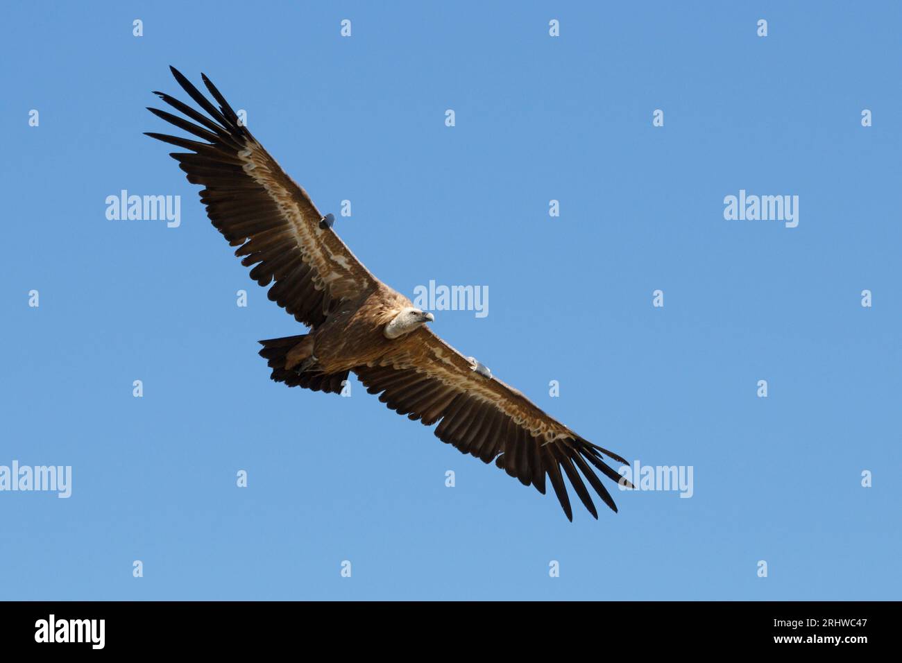 Griffon vulture flying with blue sky background in Alcoi Stock Photo ...