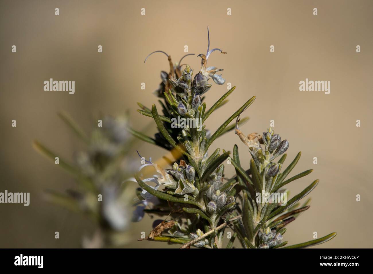 Rosmarinus officinalis rosemary white flowers hi-res stock photography ...
