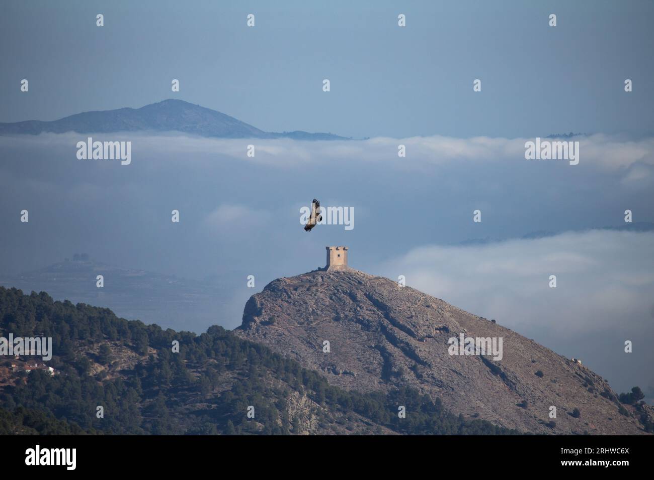 Gyps fulvus hovering around the castle of Cocentaina with dense fog in ...