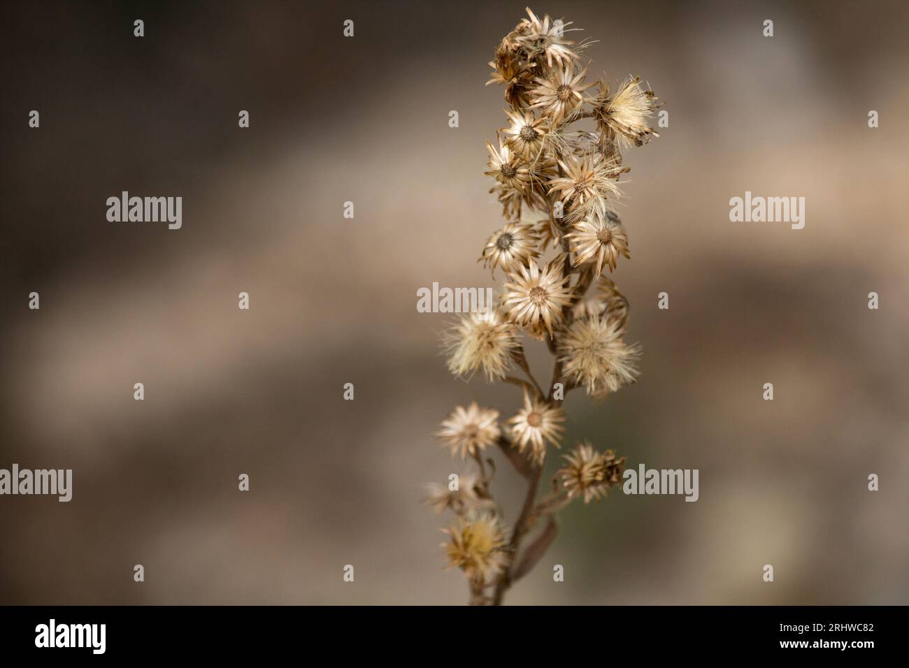 Ditrichia viscose plant bokeh in winter Stock Photo - Alamy