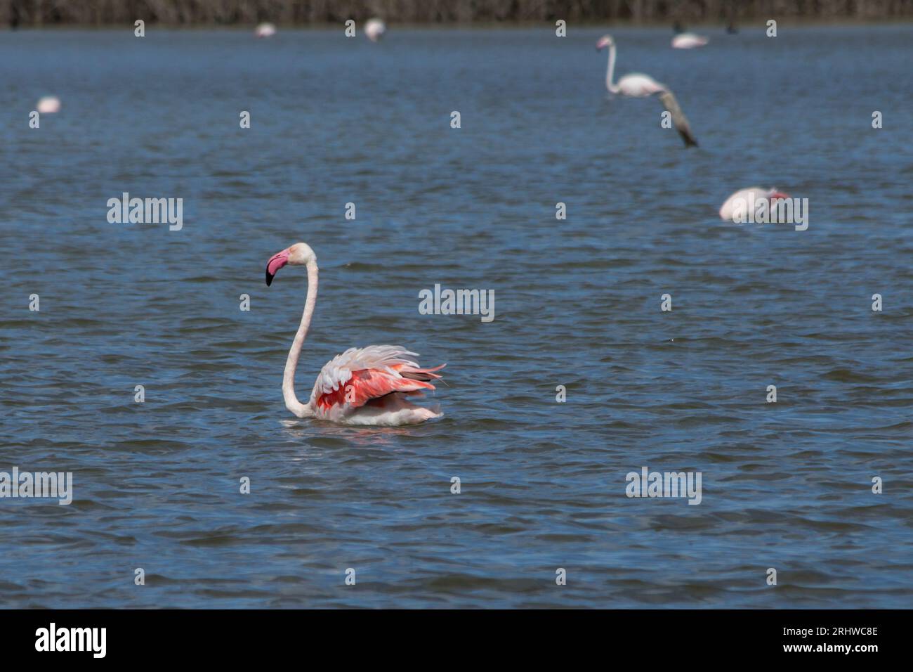 Lagoon of the Hondo Natural Park with Phoenicopterus roseus preening ...