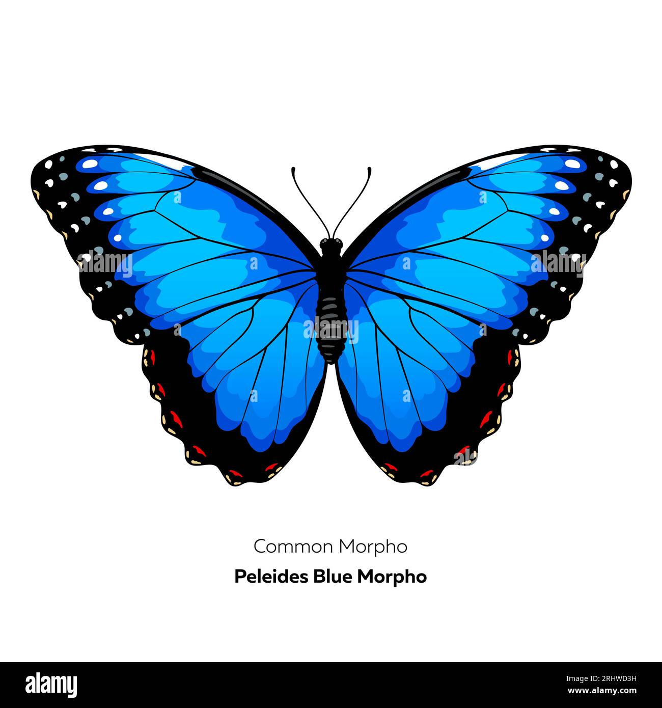 Blue morpho butterfly. Vector illustration isolated on white background ...