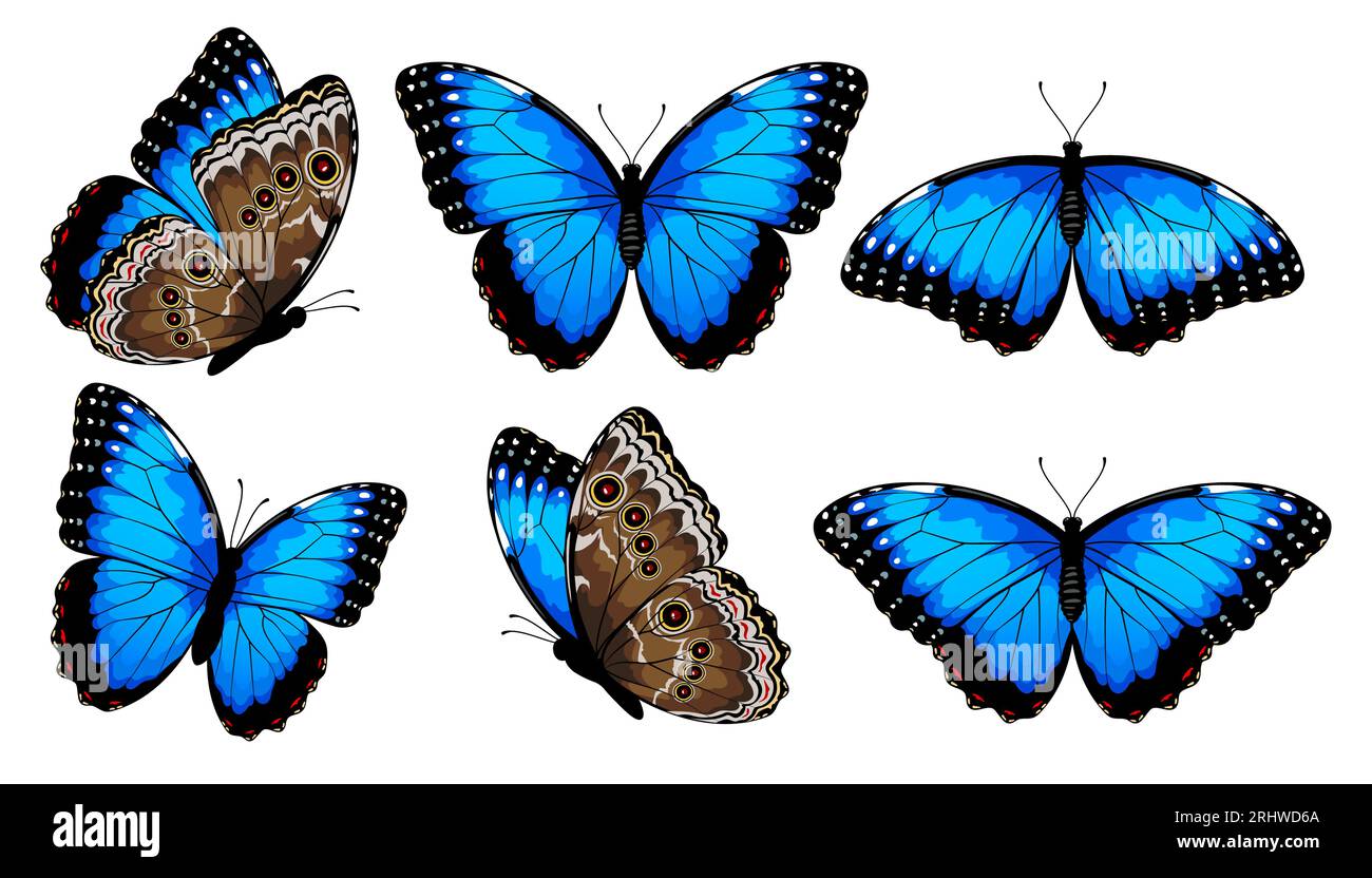 Blue morpho butterflies set. Vector illustration isolated on white ...