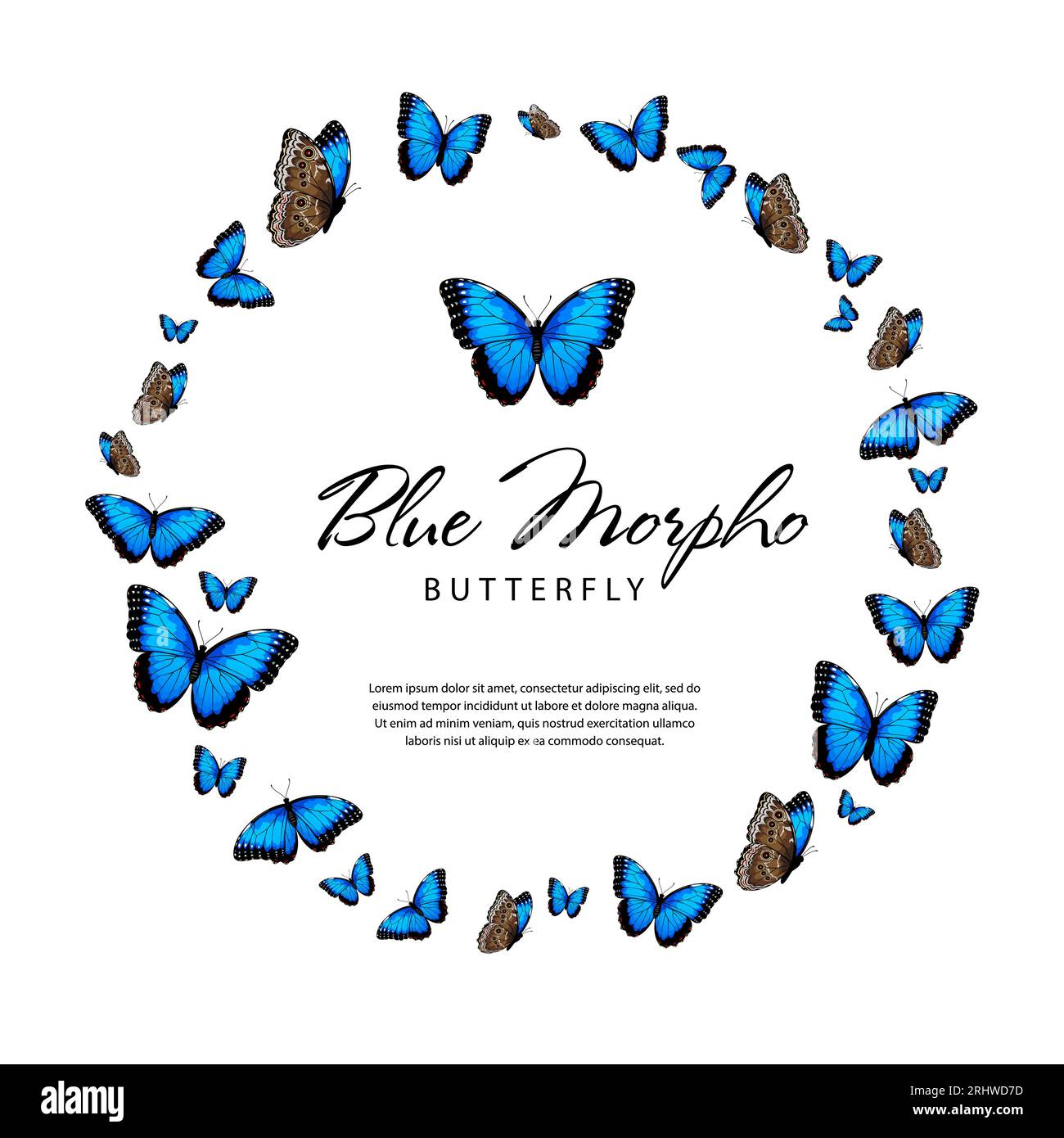 Blue morpho butterflies in the shape of a circle. Vector illustration ...