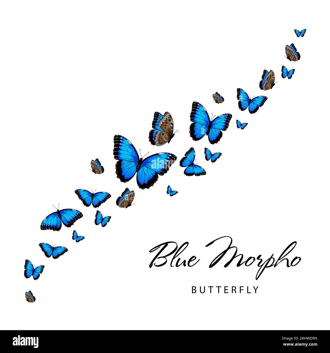 Fiying blue morpho butterflies. Vector illustration isolated on white ...