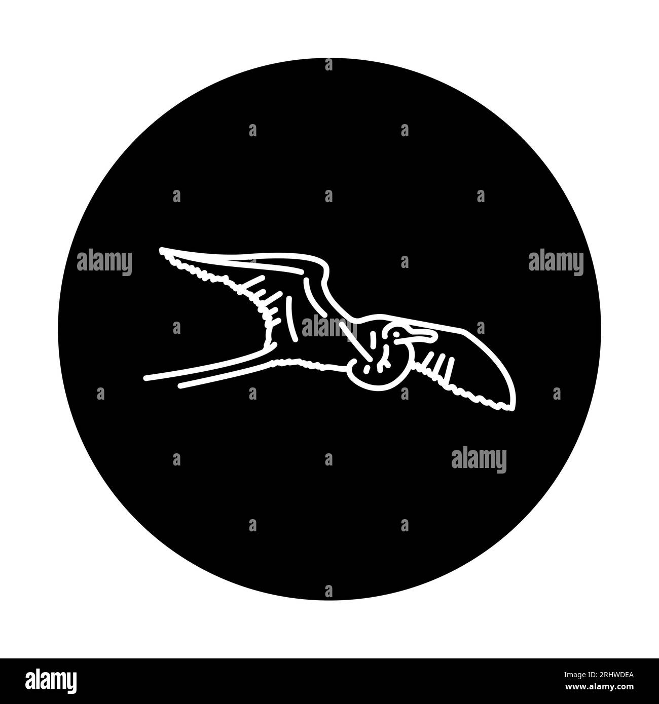 Galápagos frigate bird Stock Vector Images - Alamy