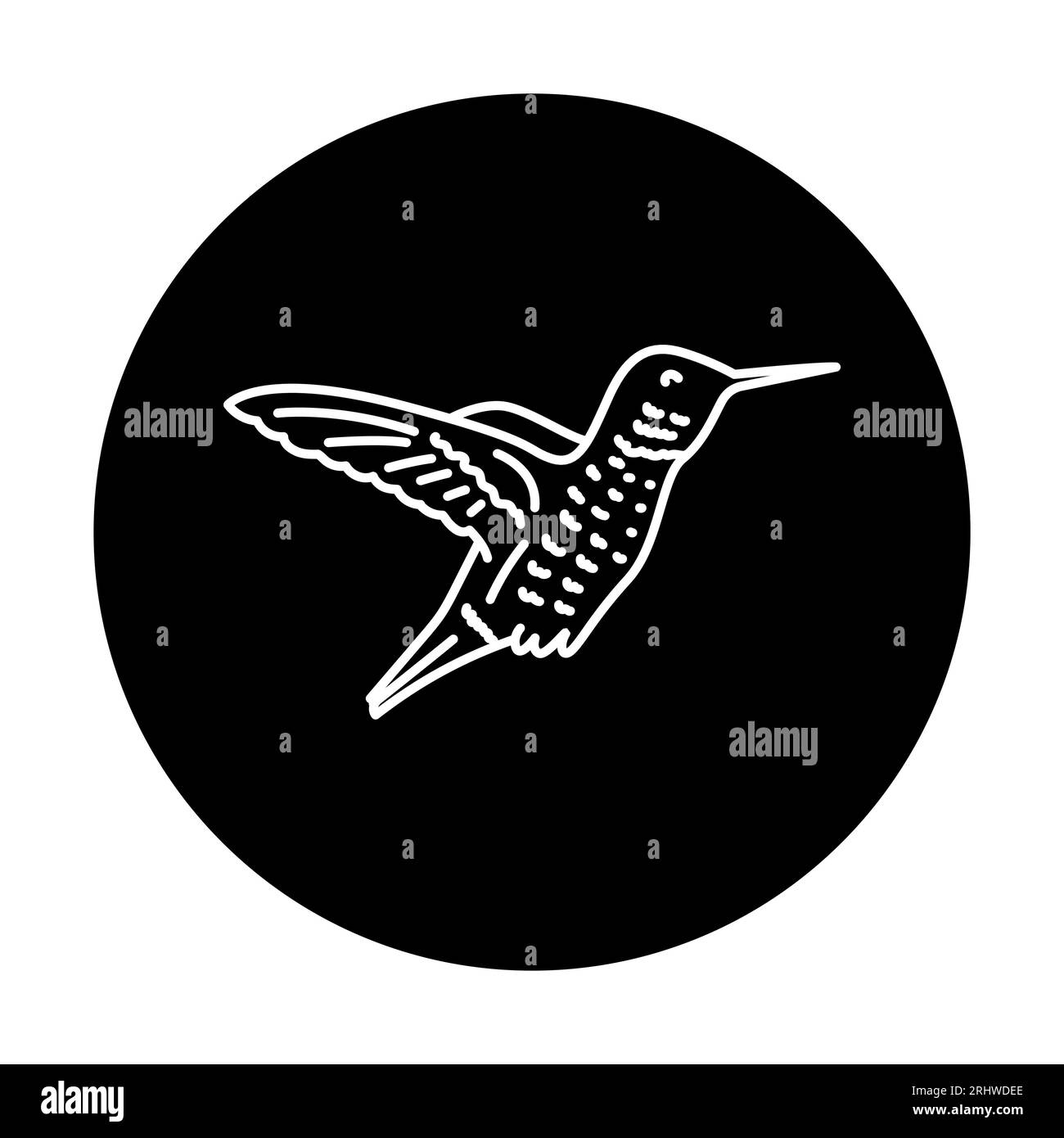 Fauna hummingbird Black and White Stock Photos & Images - Alamy