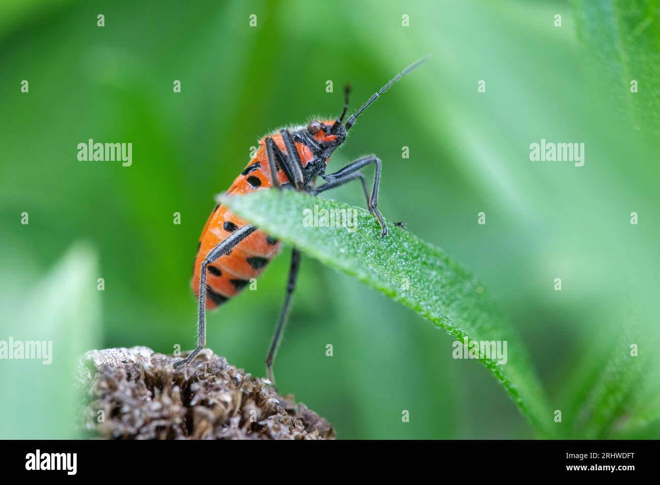 Close-up of a Cinnamon Bug (Corizus hyoscyami), climbing onto a green ...