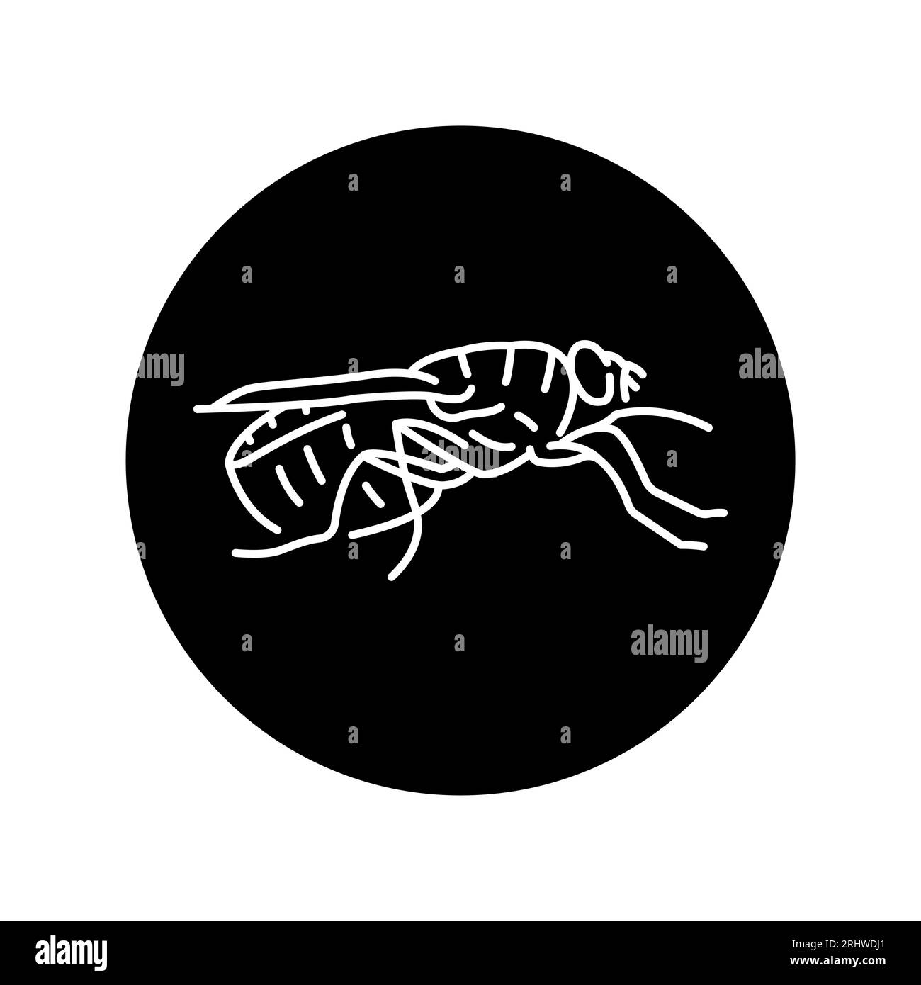 Tsetse fly bite Cut Out Stock Images & Pictures - Alamy