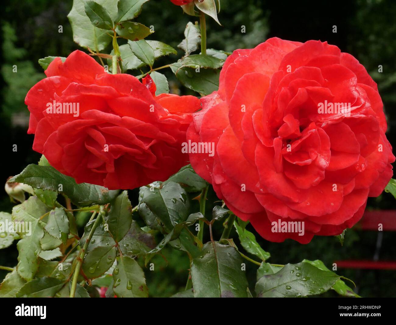 Red roses background. Flowers close view wallpaper Stock Photo - Alamy