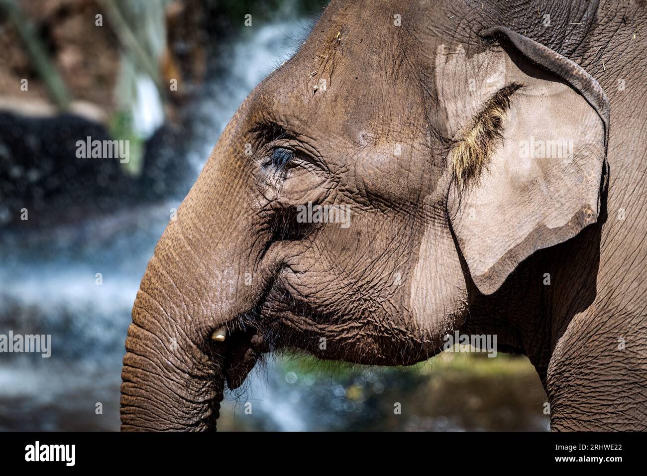Captive animals hi-res stock photography and images - Alamy