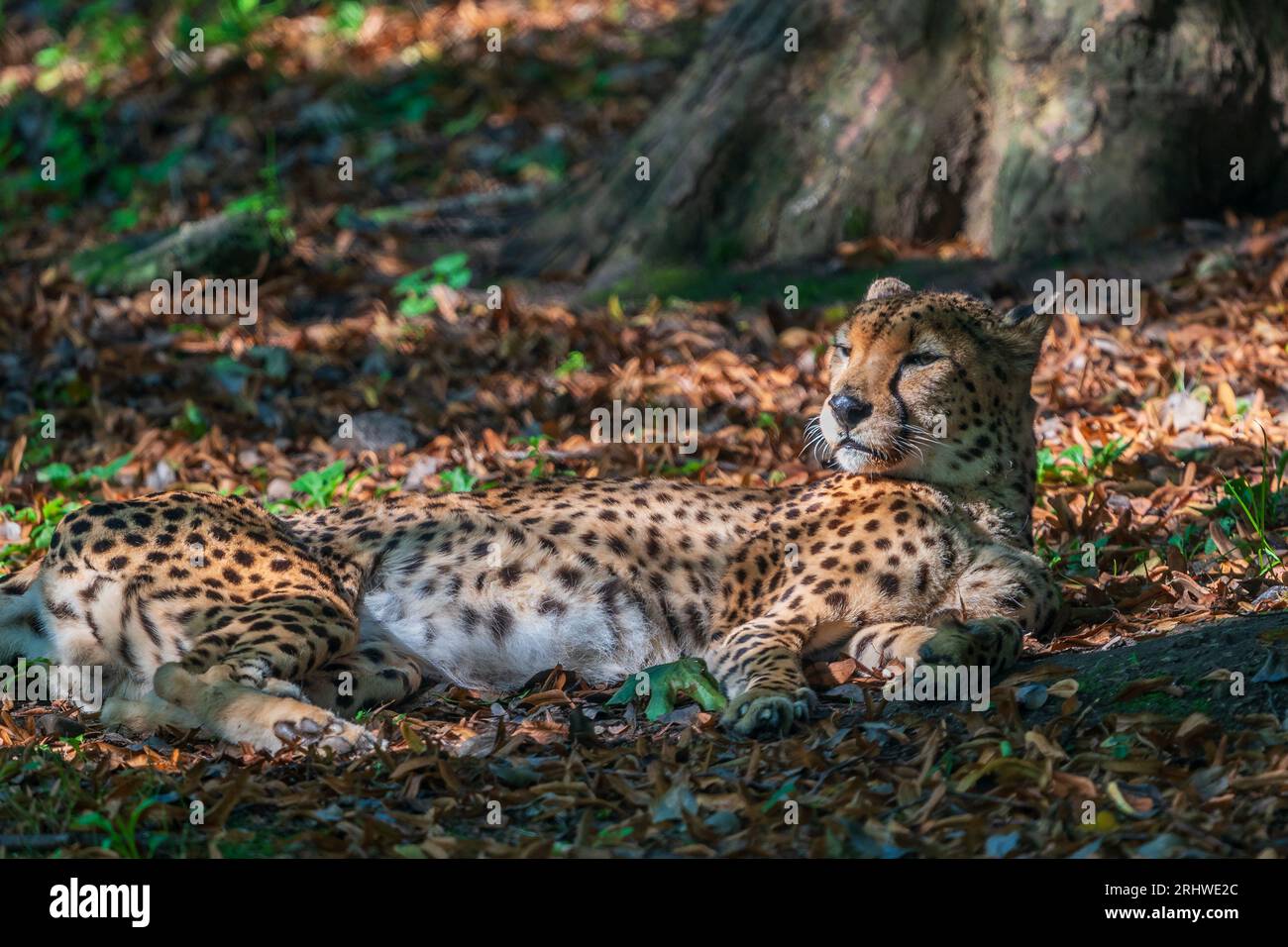 Cheetah lounging in the dappled evening sunshine Stock Photo - Alamy