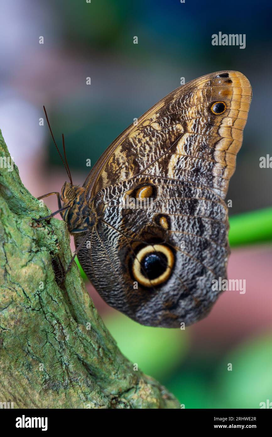 Giant Owl butterfly Stock Photo - Alamy